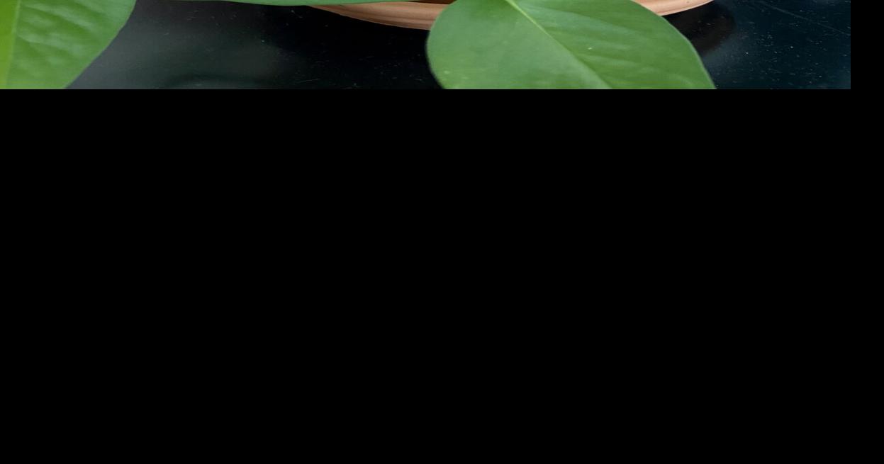 Containers: An easy solution to many gardening conundrums | Community ...