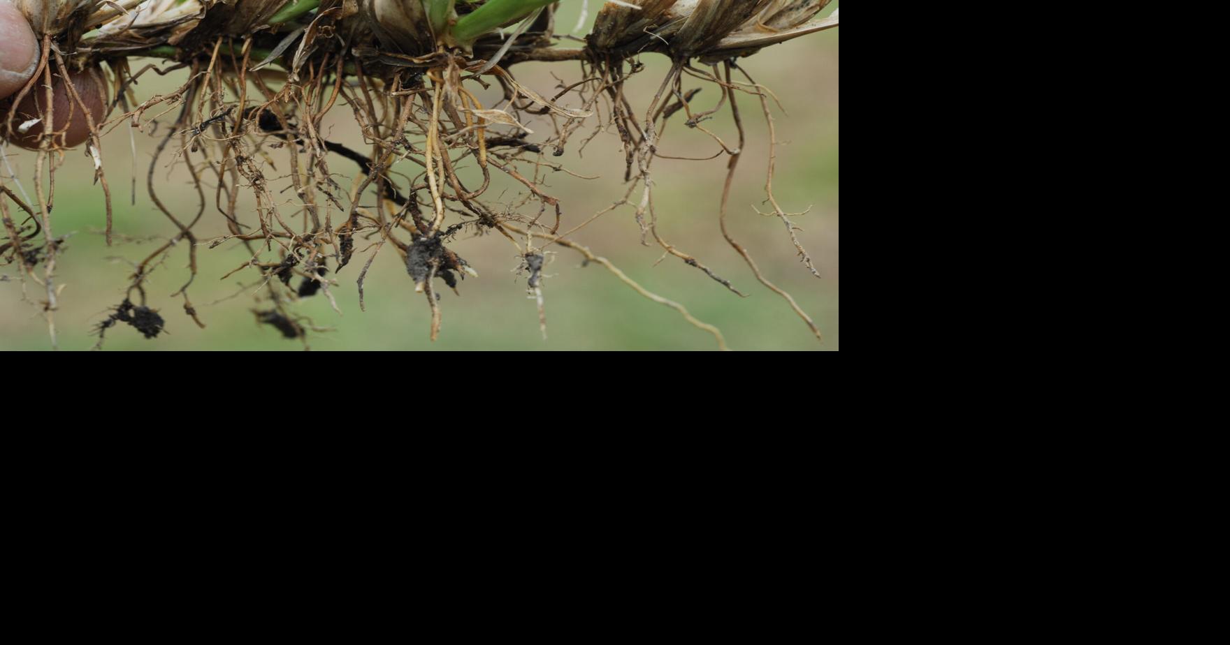 Root rot disease creeping up in region's lawns | Education ...