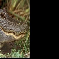 Permit application period opens for 2016 Arkansas alligator hunting ...