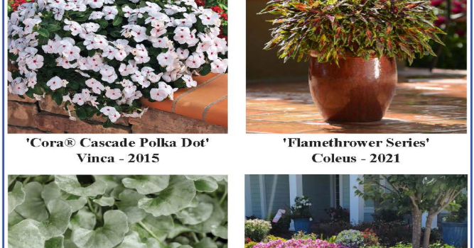 A decade in, Arkansas Diamonds program continues to shine | Education ...