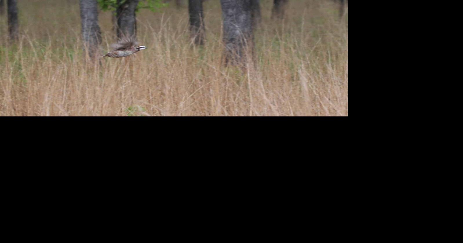 Special permit-based quail hunts available on two Arkansas WMAs ...