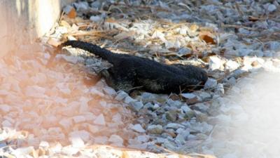 electrocuted squirrel