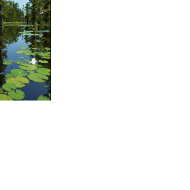 Felsenthal NWR formally receives 8,384 acres from The Conservation Fund ...