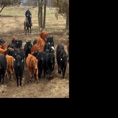 Division of Agriculture beef research, education supported by Arkansas ...
