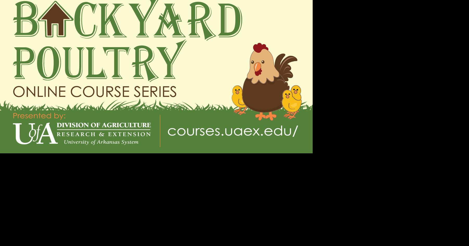 Online course assists backyard poultry producers | Education ...