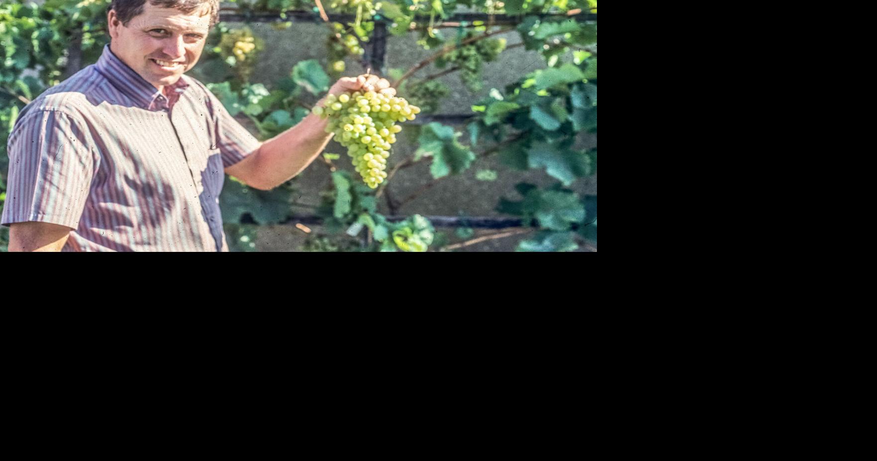 Backyard vineyard a lifeline for Southern Sensation grape | Education ...