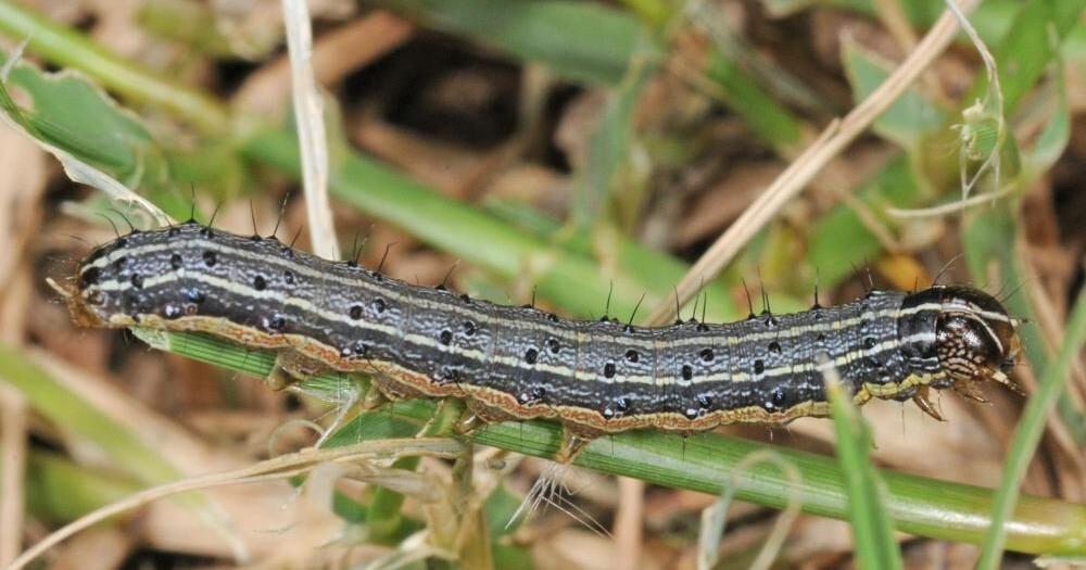 Insecticide approved for fall armyworms in rice | Business ...