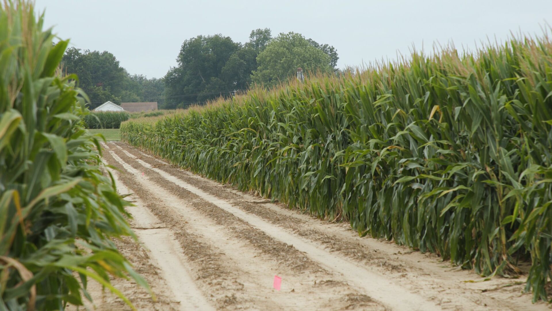 Arkansas corn acreage up “dramatically” despite historic April floods ...
