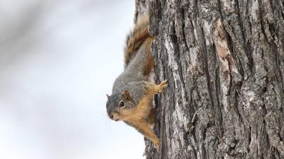 pine squirrel sounds