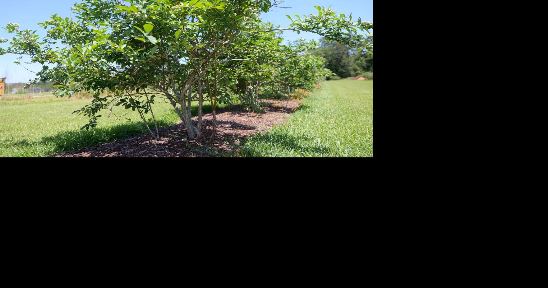 Now’s a good time to plant blueberries | Education | magnoliareporter.com