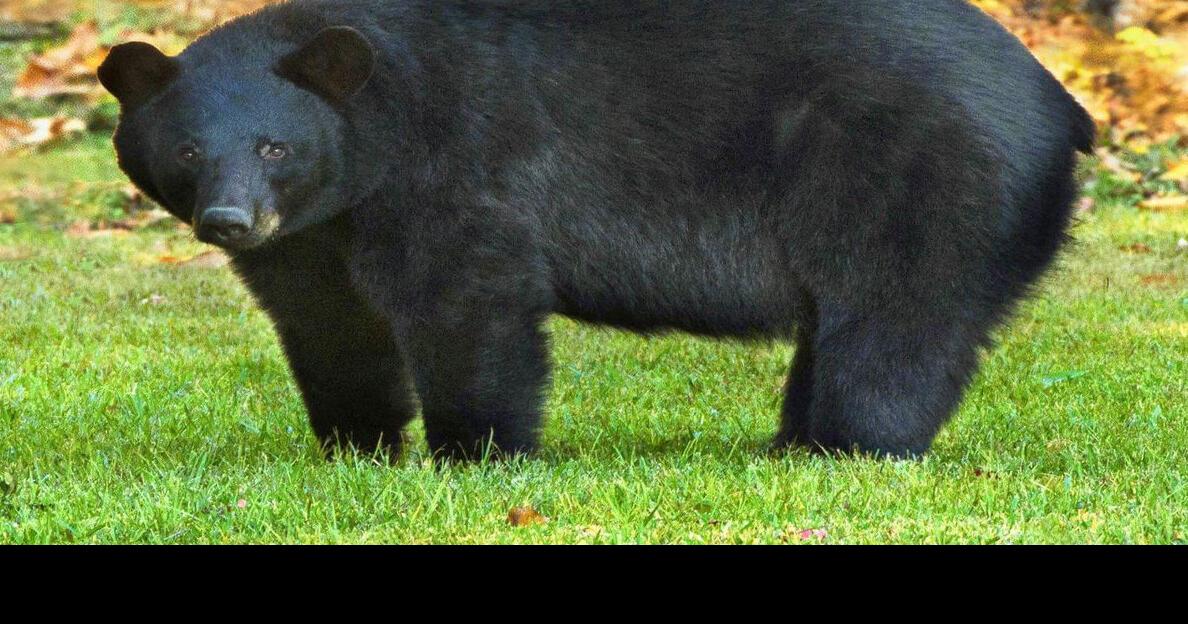 Radio-collared bears will be fair game during December hunting season ...