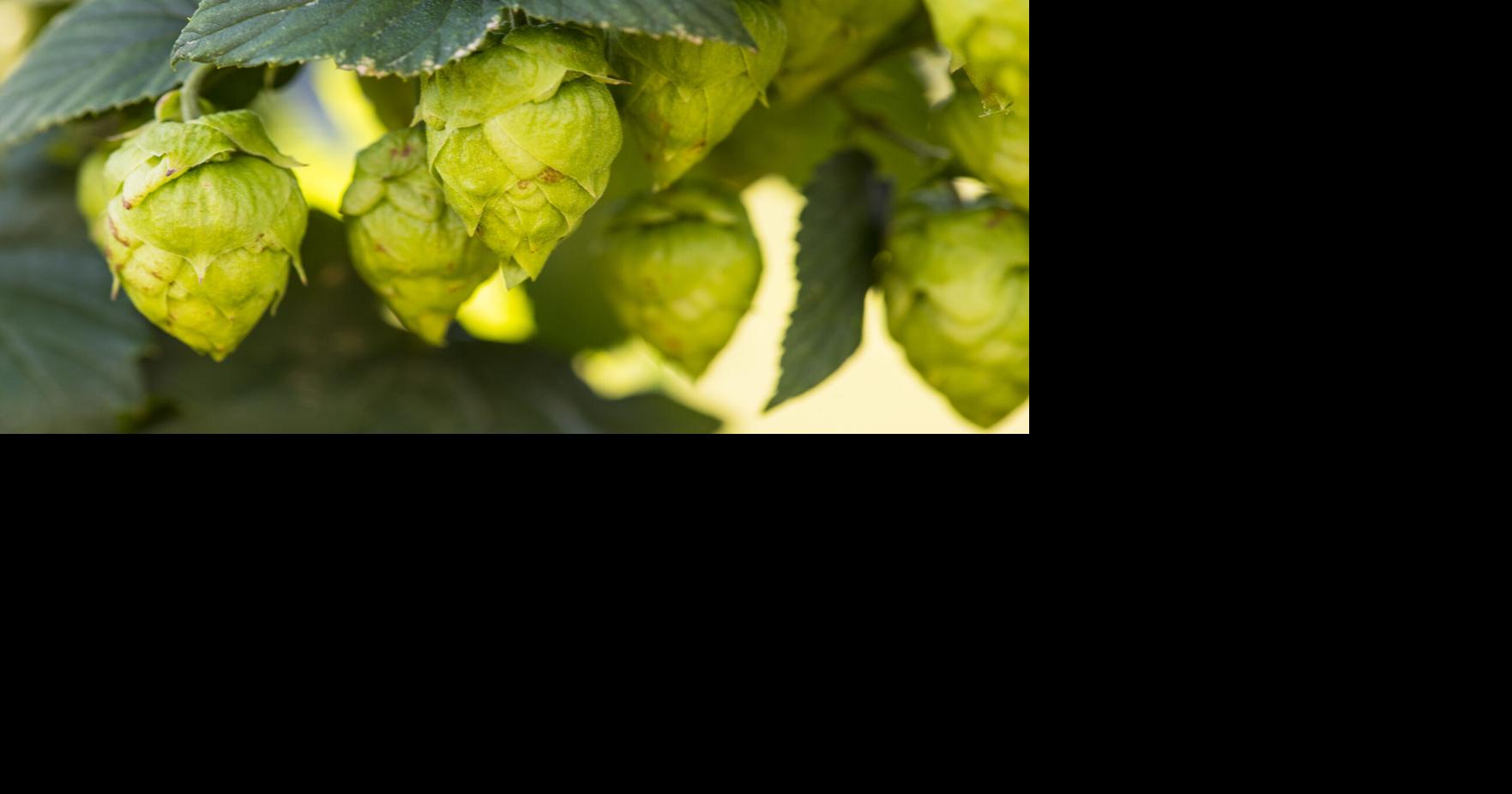 Arkansas hops researchers seek maximum yield and cone quality ...