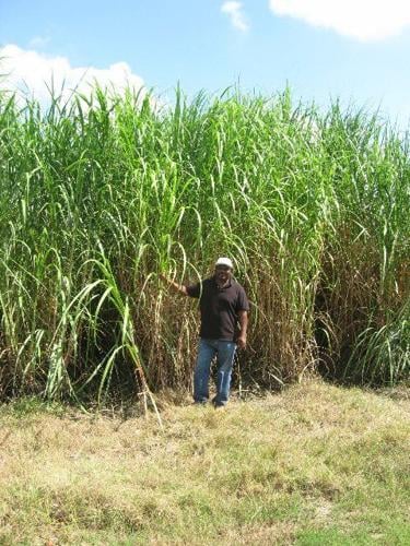 Energy cane demonstration potential as biomass crop | Regional News ...