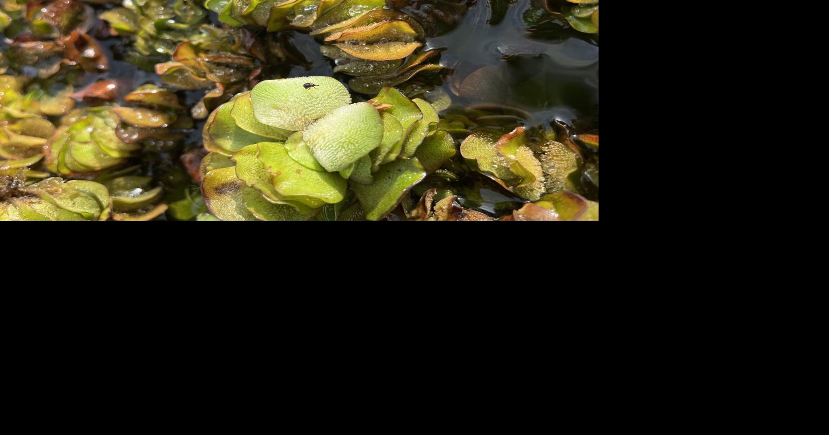 Creation of a new center through the LSU AgCenter will aid in ...