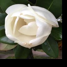 Phyllis Elizabeth (Moore) Dailey | Obituaries | magnoliareporter.com