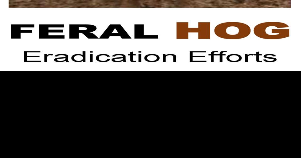 Feral hogs charge up hidden costs to landowners | Outdoors ...