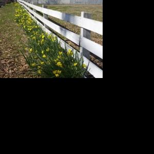 Historic Washington State Park is covered in jonquils as festival nears ...