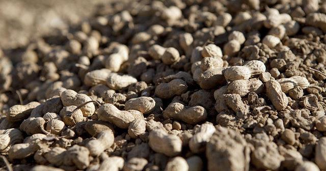Arkansas peanut production will rise in 2019, may double acreage in ...