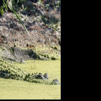 State opens period to enter alligator hunting license lottery ...