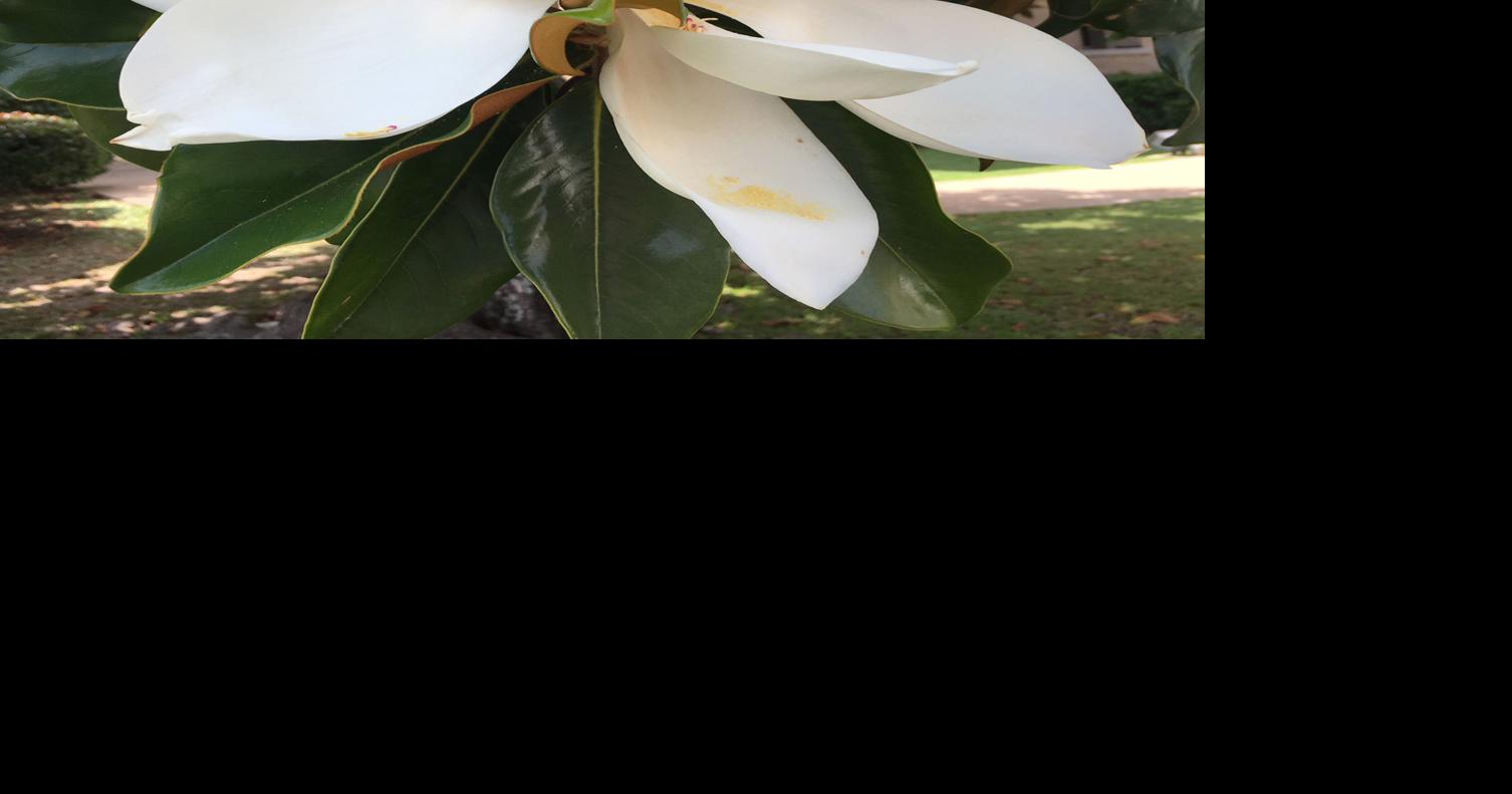 Leo Alvis Franks | Obituaries | magnoliareporter.com