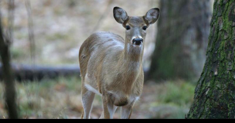 Private land deer hunt open through Wednesday | Outdoors ...