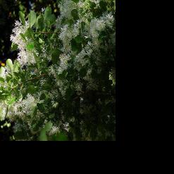 Grancy Graybeard falls under watch as host for ash-killing borer ...