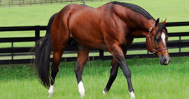 Stallion stud service will benefit Arkansas 4-H horse program ...