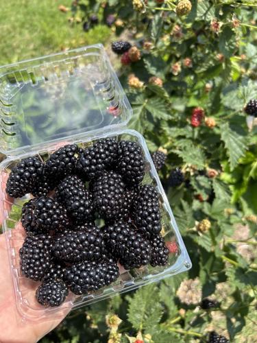 Arkansas blackberry breeder will develop new tools to unlock consumer ...