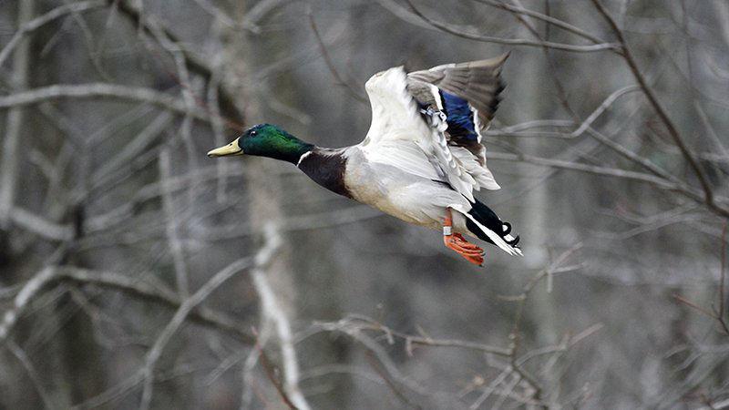 Banded ducks provide biologists with important information | Outdoors ...
