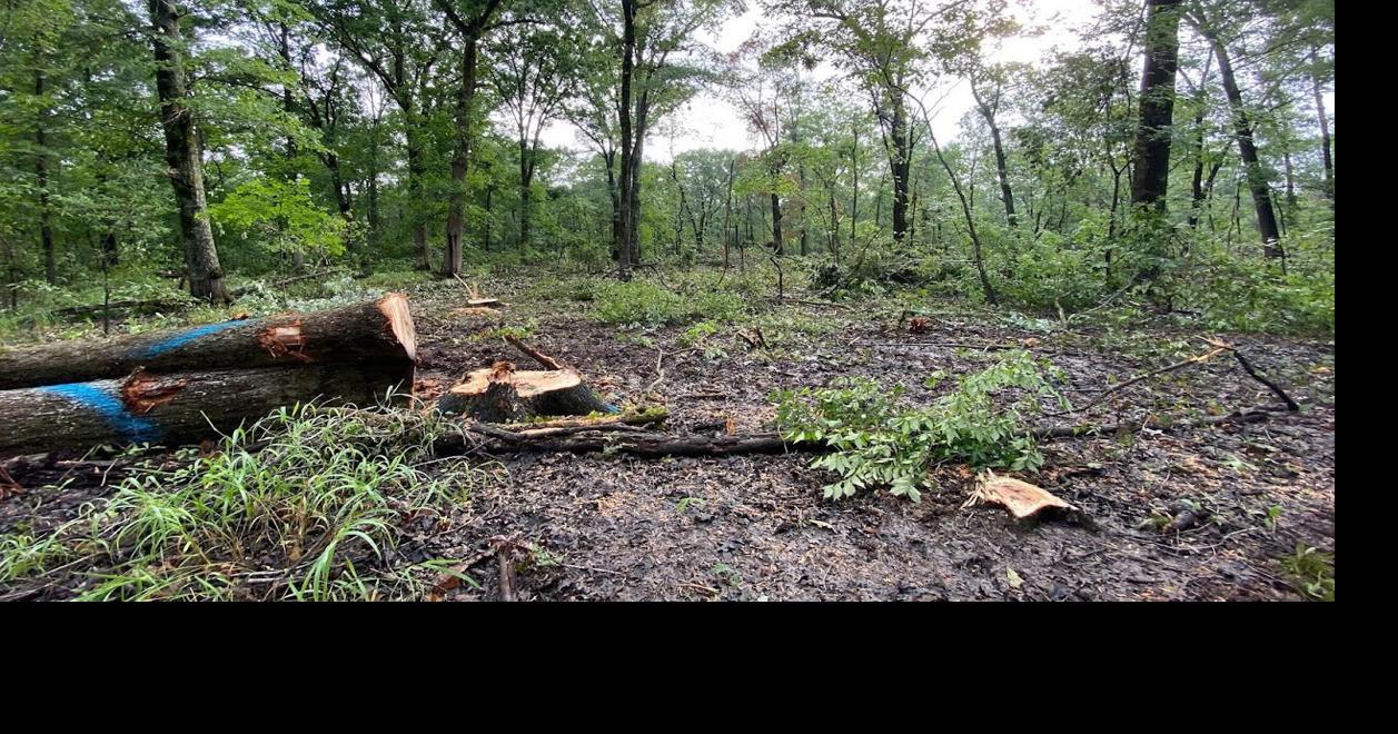 AGFC forest management earns high marks in independent audit | Business ...