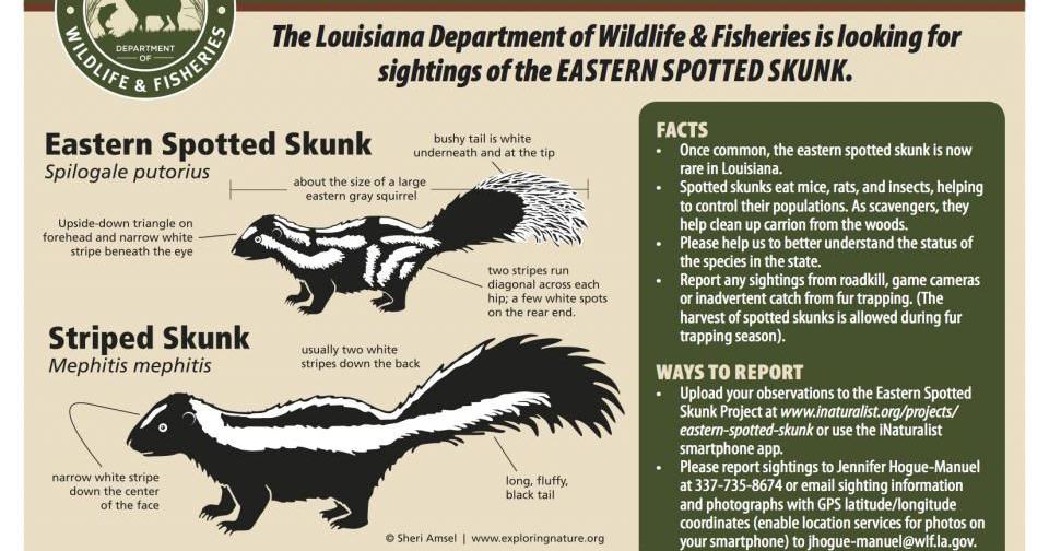 Public's help sought for information about rare skunk | Outdoors ...