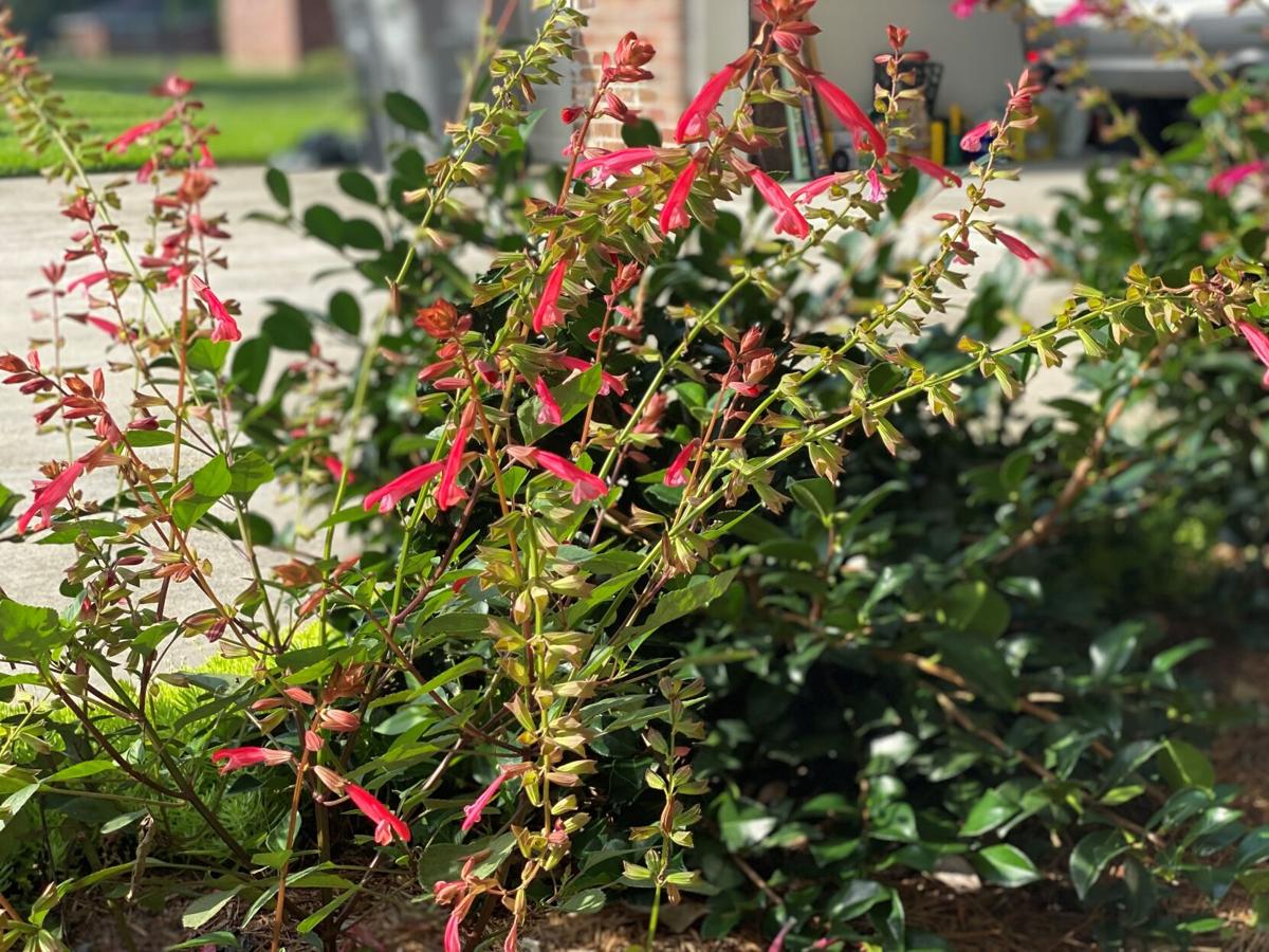 Salvias -- sage and rosemary -- provide garden color through the summer ...