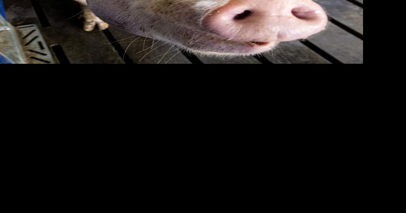 New probiotic shown to improve digestion in poultry and swine ...