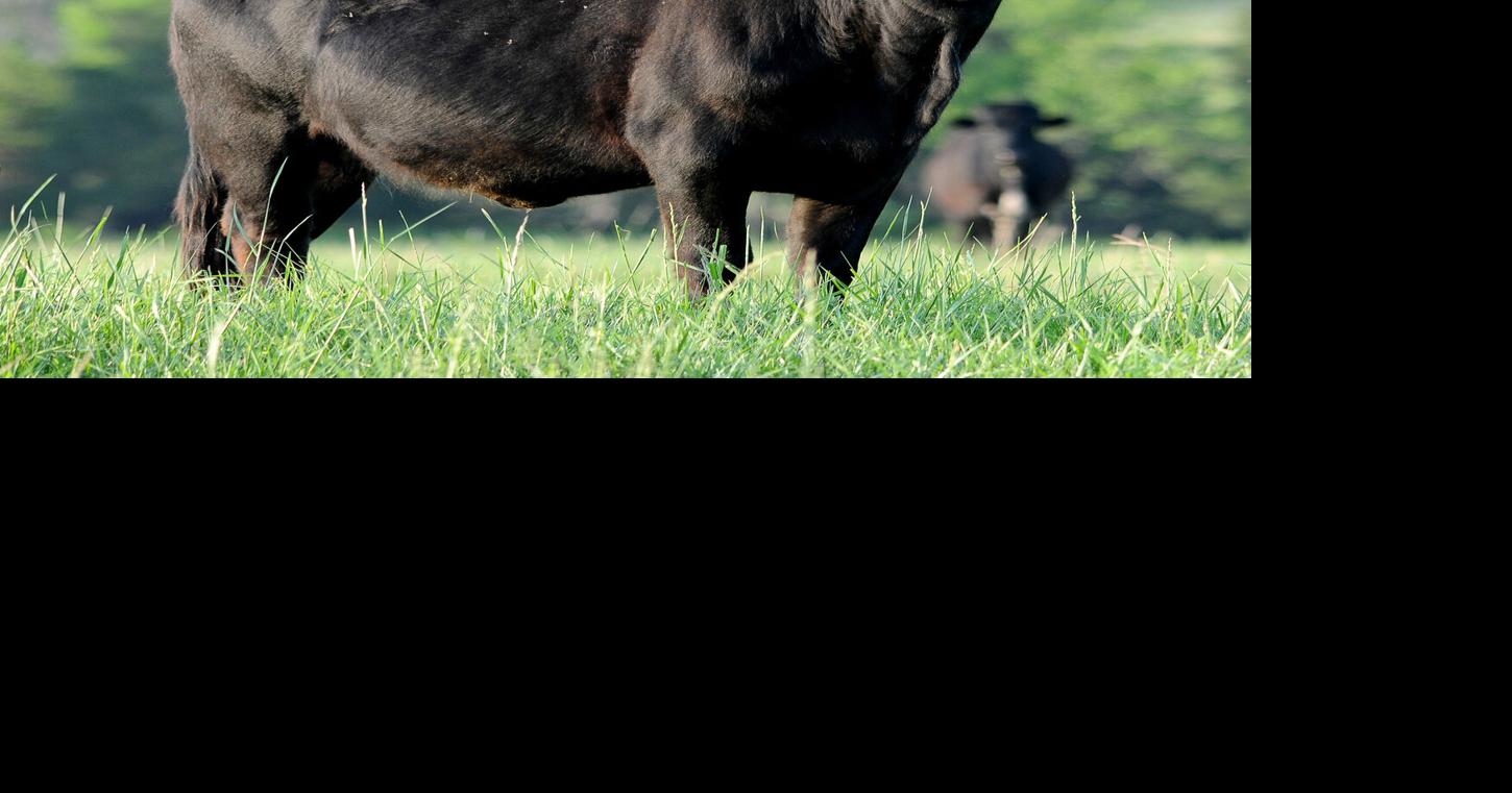 Arkansas cattle inventory slowly returning to normal | Business ...