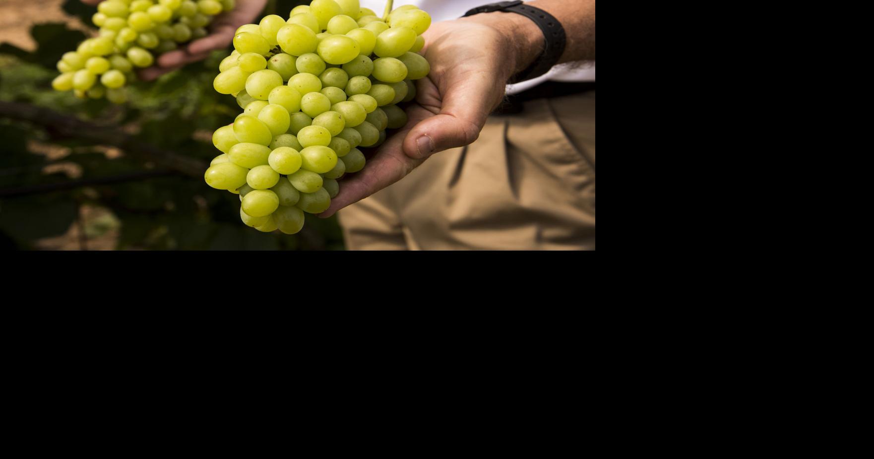 University of Arkansas introduces "Compassion" white table grape ...