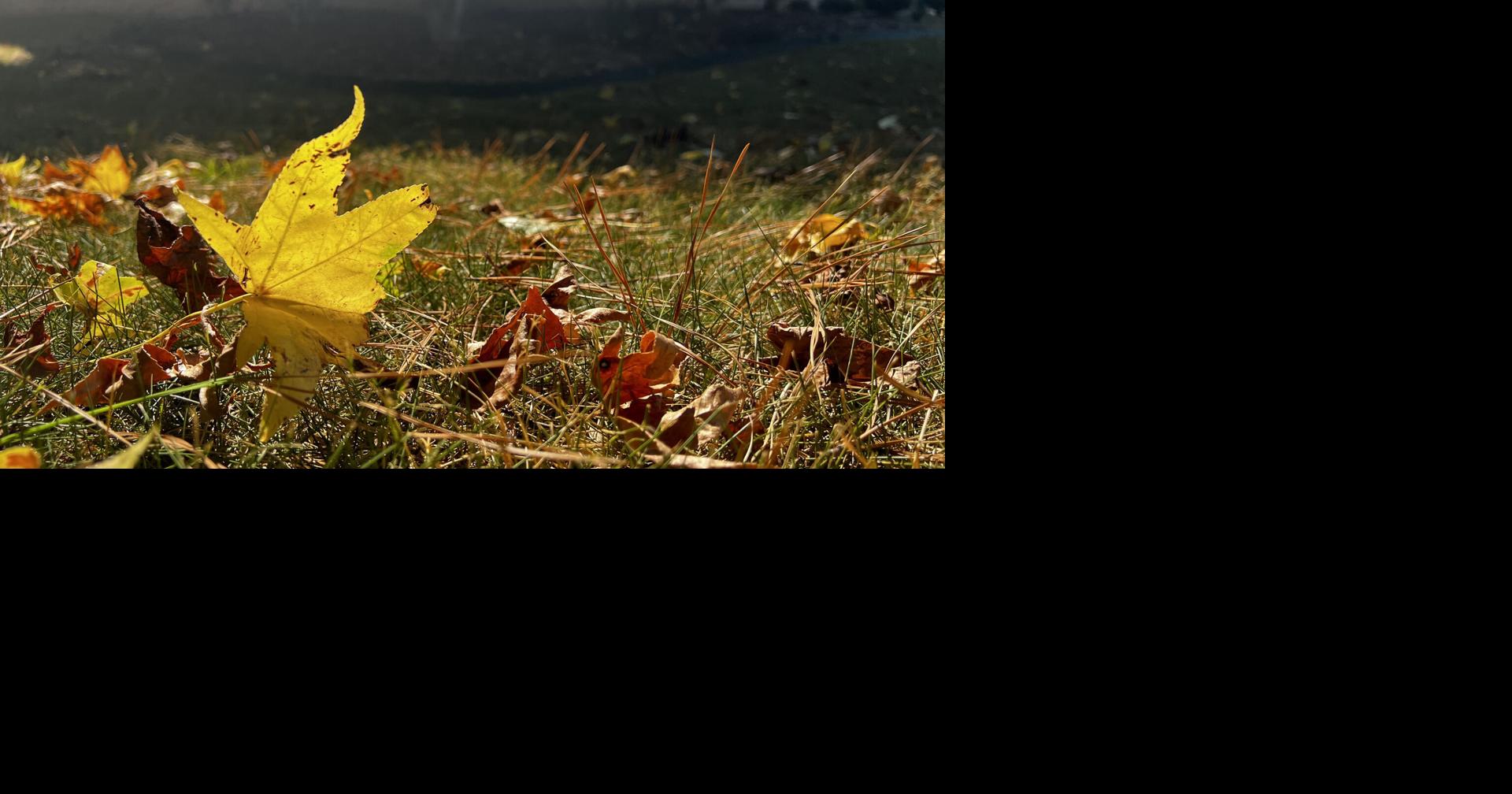 Fall foliage may fizzle in Arkansas | Magnolia-area Attractions ...