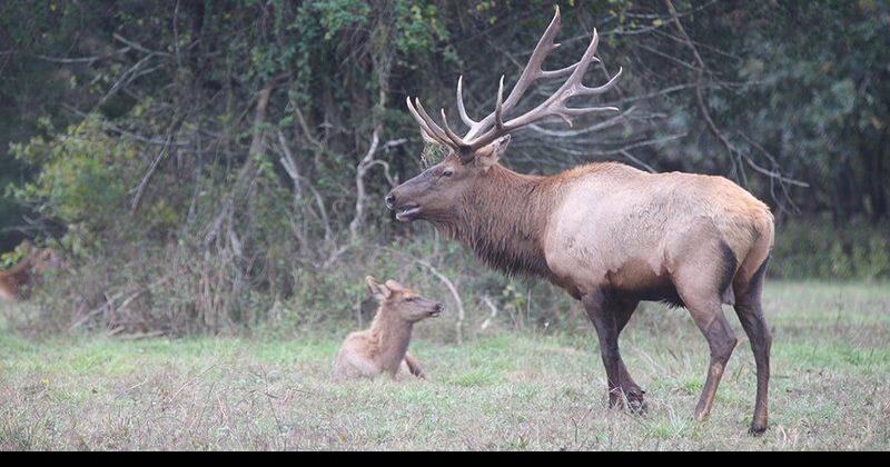 Acorns keep elk in the woods during hunt | Outdoors | magnoliareporter.com
