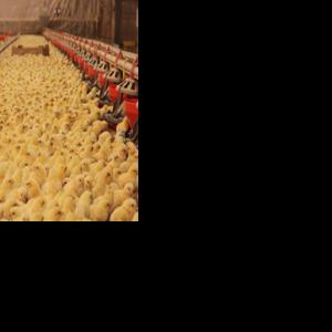 Broiler-chick placement down last week | Business | magnoliareporter.com