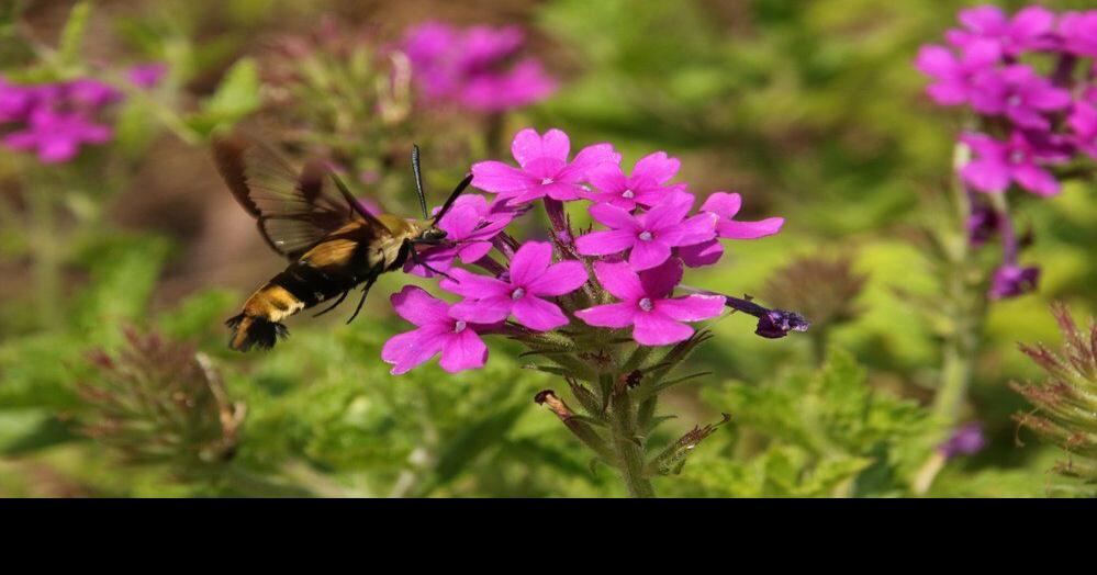 "No Mow May" could be a boon to pollinators and ground-nesting birds ...