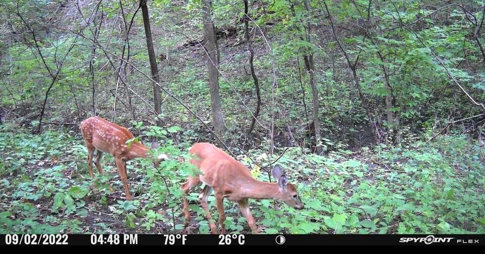 Mackenthun: Preparation goes long way to correctly using trail cameras ...