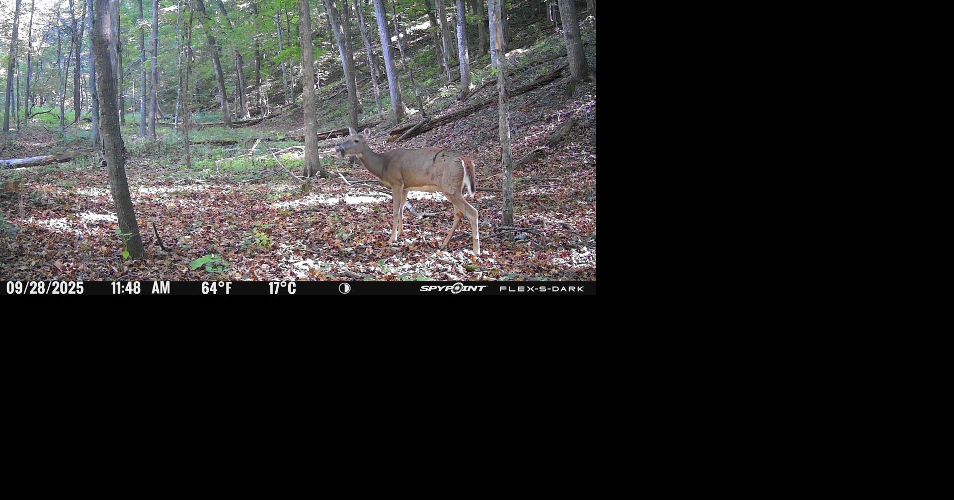 Understanding activity and behavior of deer is crucial in hunting ...