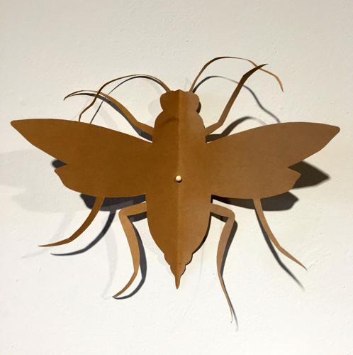 bug display art