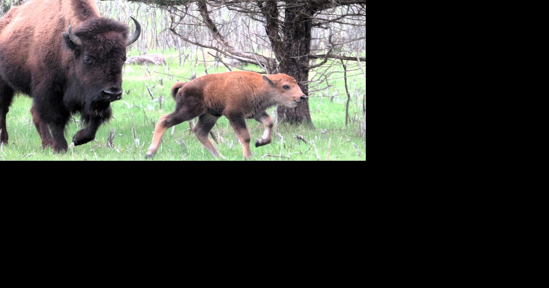First bison baby of spring born at Minneopa State Park | Local News ...