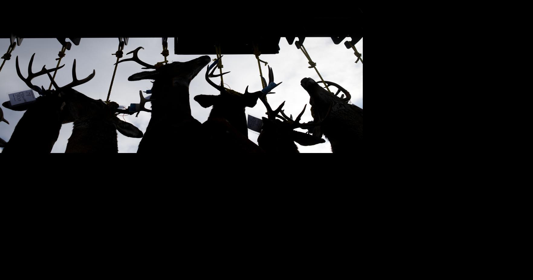 Mackenthun: Book takes look back at state's history of hunting | Local ...