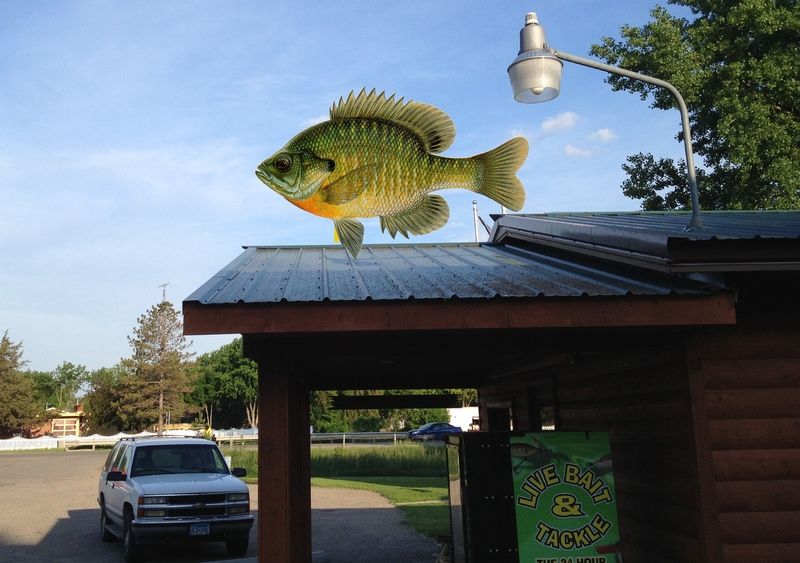 Fishy landmark: Travelers will be able to see Waterville's giant ...