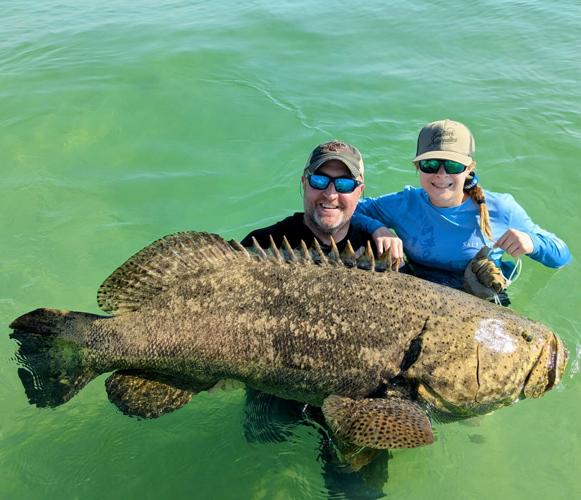 goliath grouper teeth