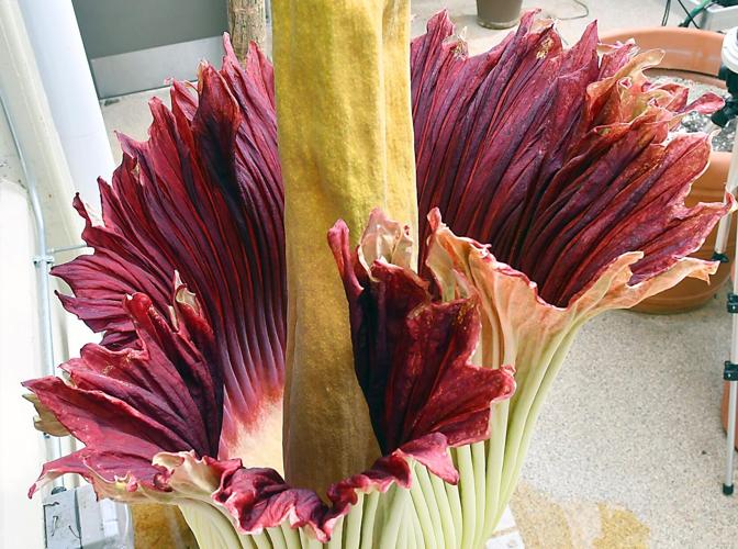 Plug your noses, the corpse flower is blooming at Gustavus | Local News ...