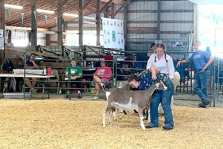 FFA and 4-H bring the barn to Waseca County Fair | Local News ...