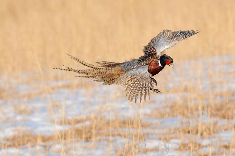 rooster pheasant flying