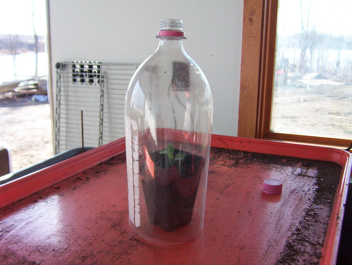 GARDENING COLUMN: Plant propagation | Lifestyles | mankatofreepress.com